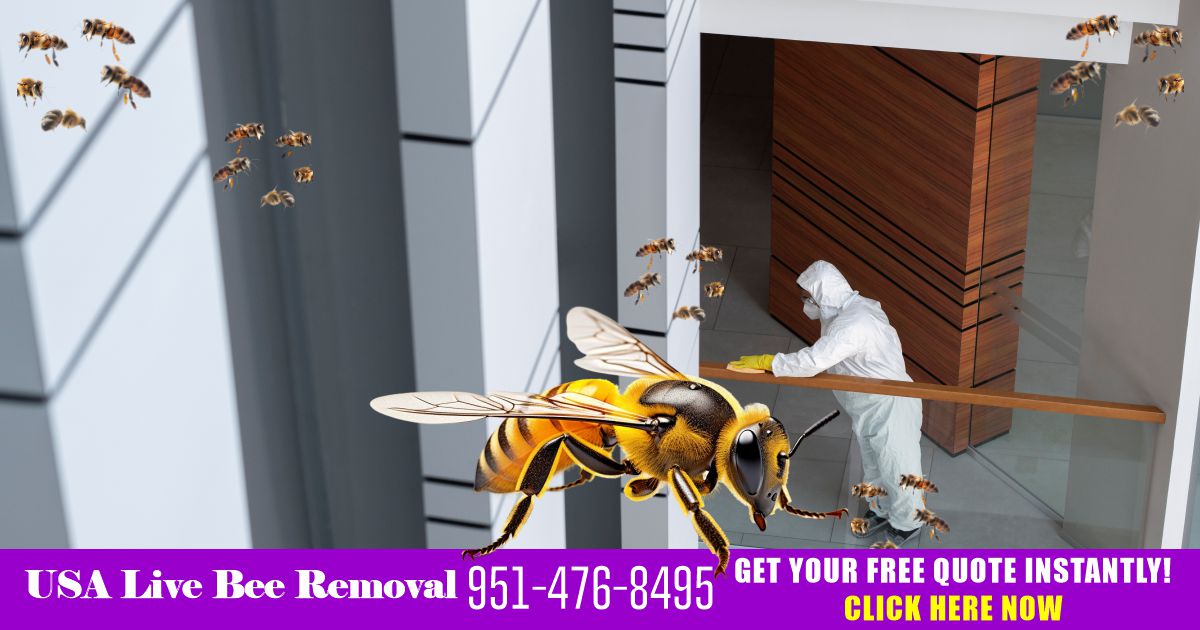 Live Bee Removal in San Bernardino and the Inland Empire - USA Live Bee ...