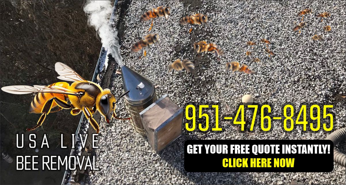Professional Bee Removal Near Me - USA Live Bee Removal