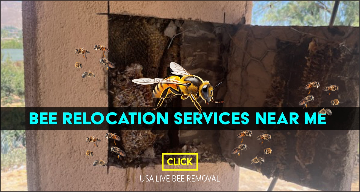 Bee Relocation Services Near Me - USA Live Bee Removal
