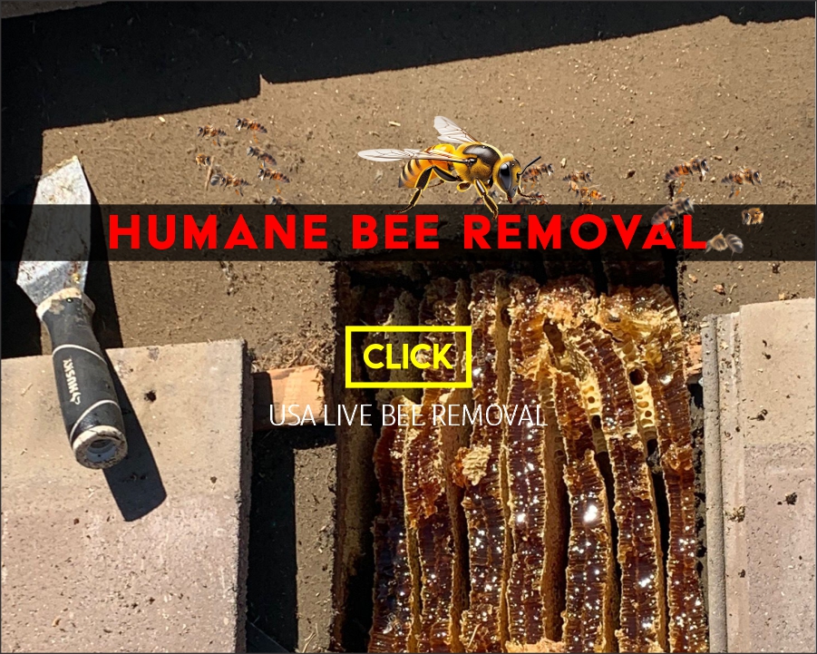 Humane Bee Removal - USA Live Bee Removal