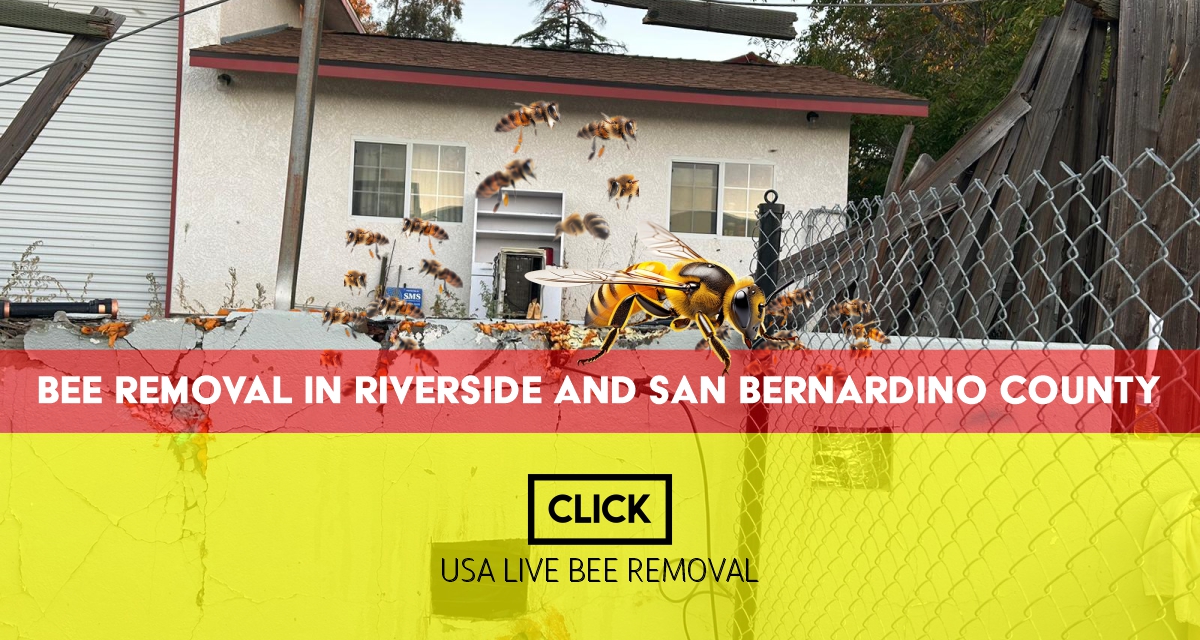 Bee Removal in Riverside and San Bernardino County - USA Live Bee Removal