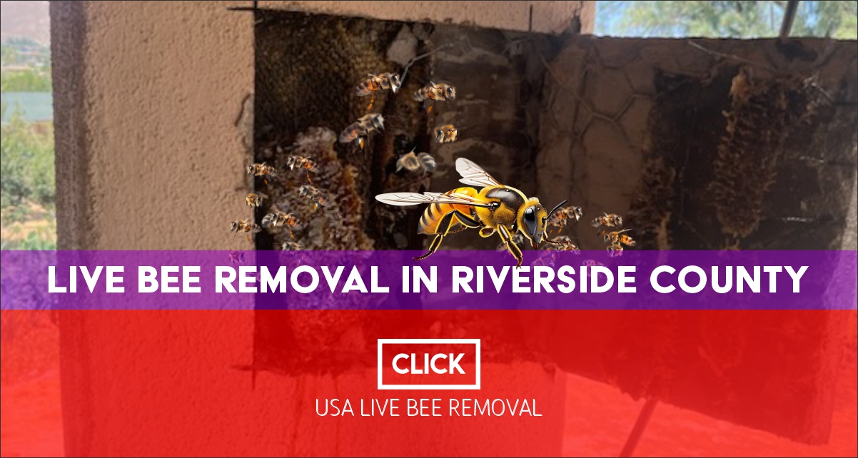Live Bee Removal in Riverside County - USA Live Bee Removal